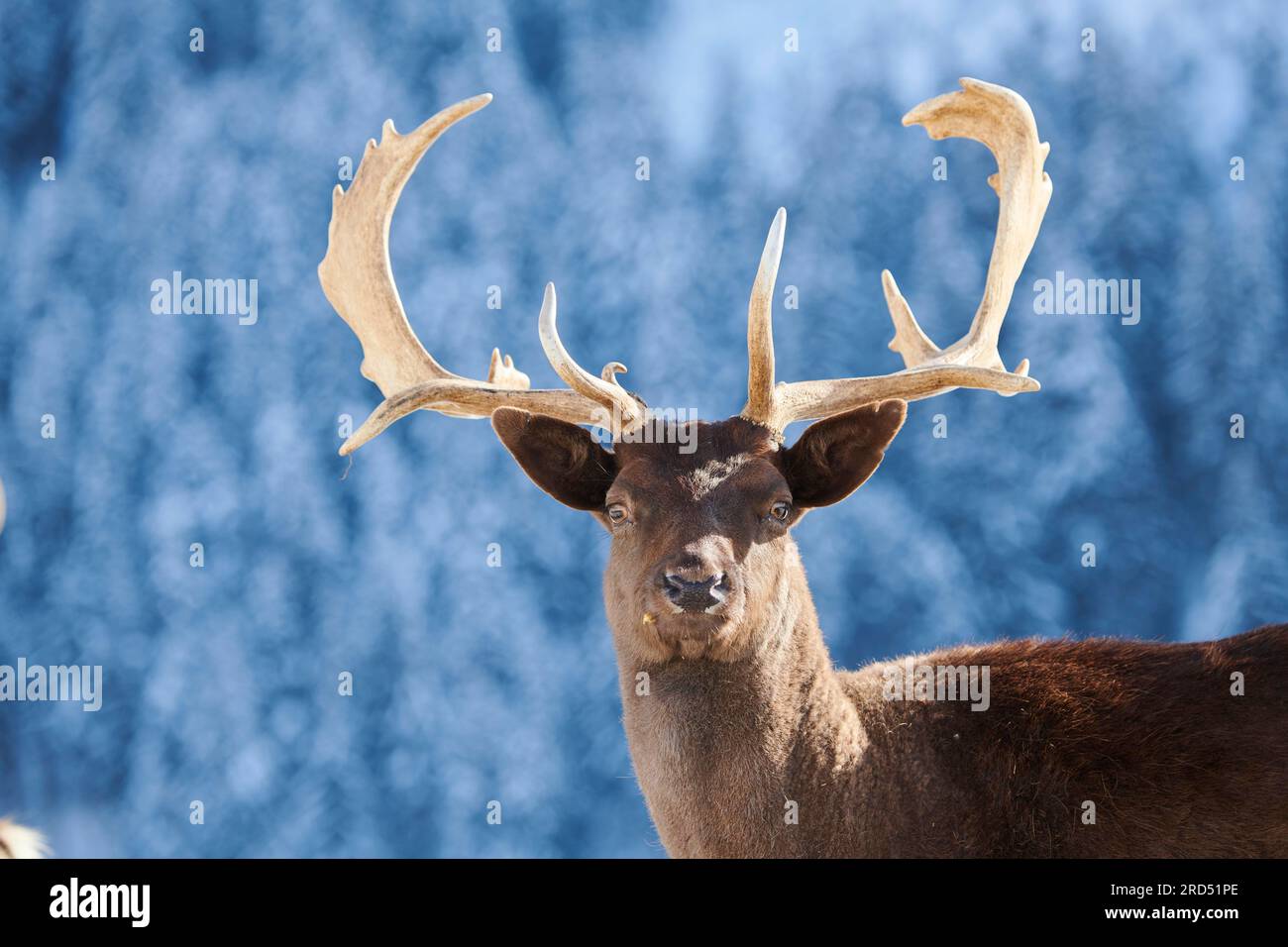 European fallow deer (Dama dama) buck portrait in the mountains in ...