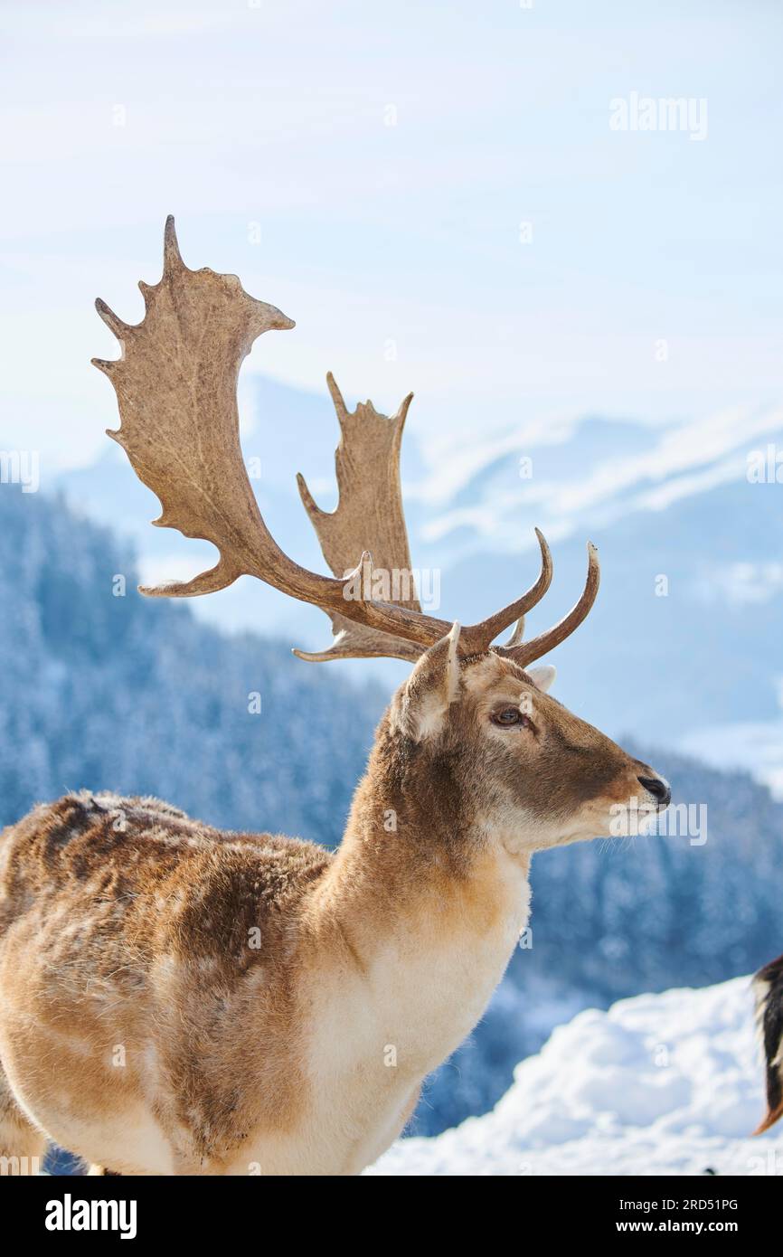 European fallow deer (Dama dama) buck portrait in the mountains in ...