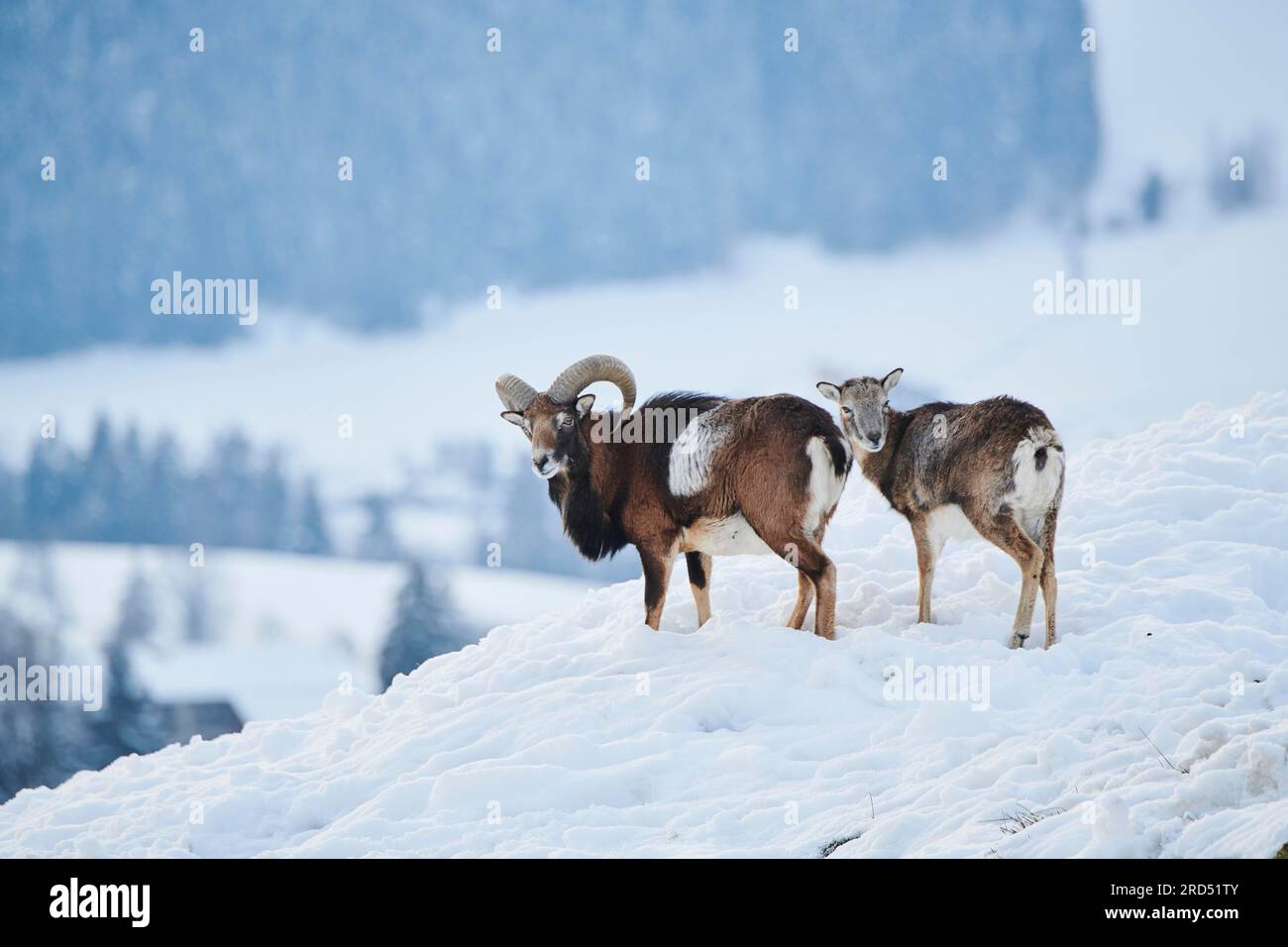 Ram ewe in landscape hi-res stock photography and images - Alamy