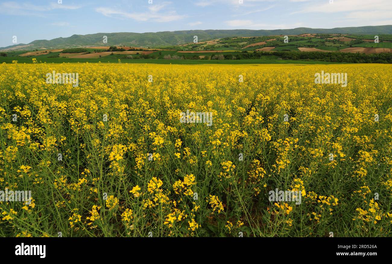 Isiklar Mountain is in Tekirdag, Turkey Stock Photo - Alamy