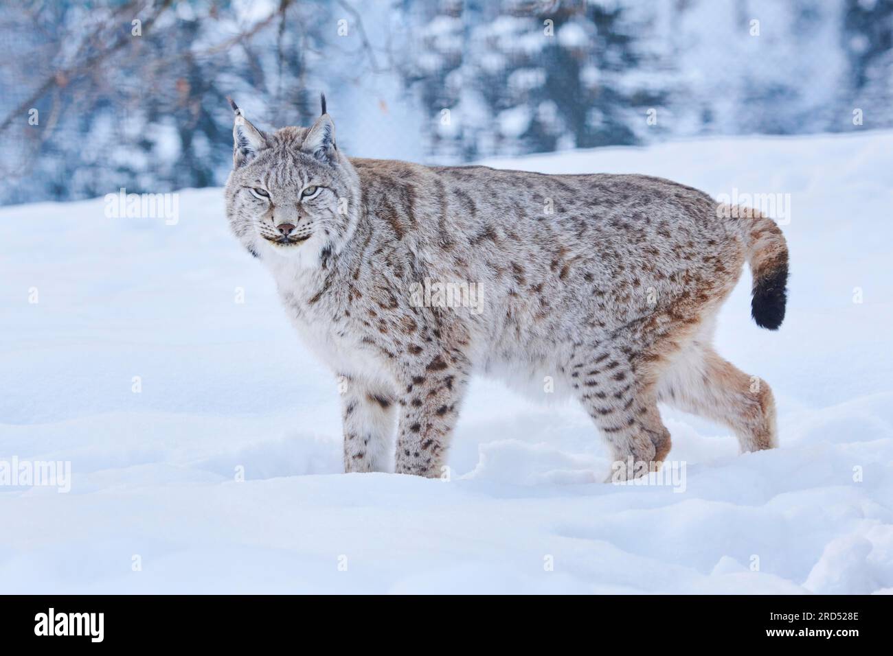 Eurasian lynx (Lynx lynx) standing in the snow, Wildpark Aurach ...