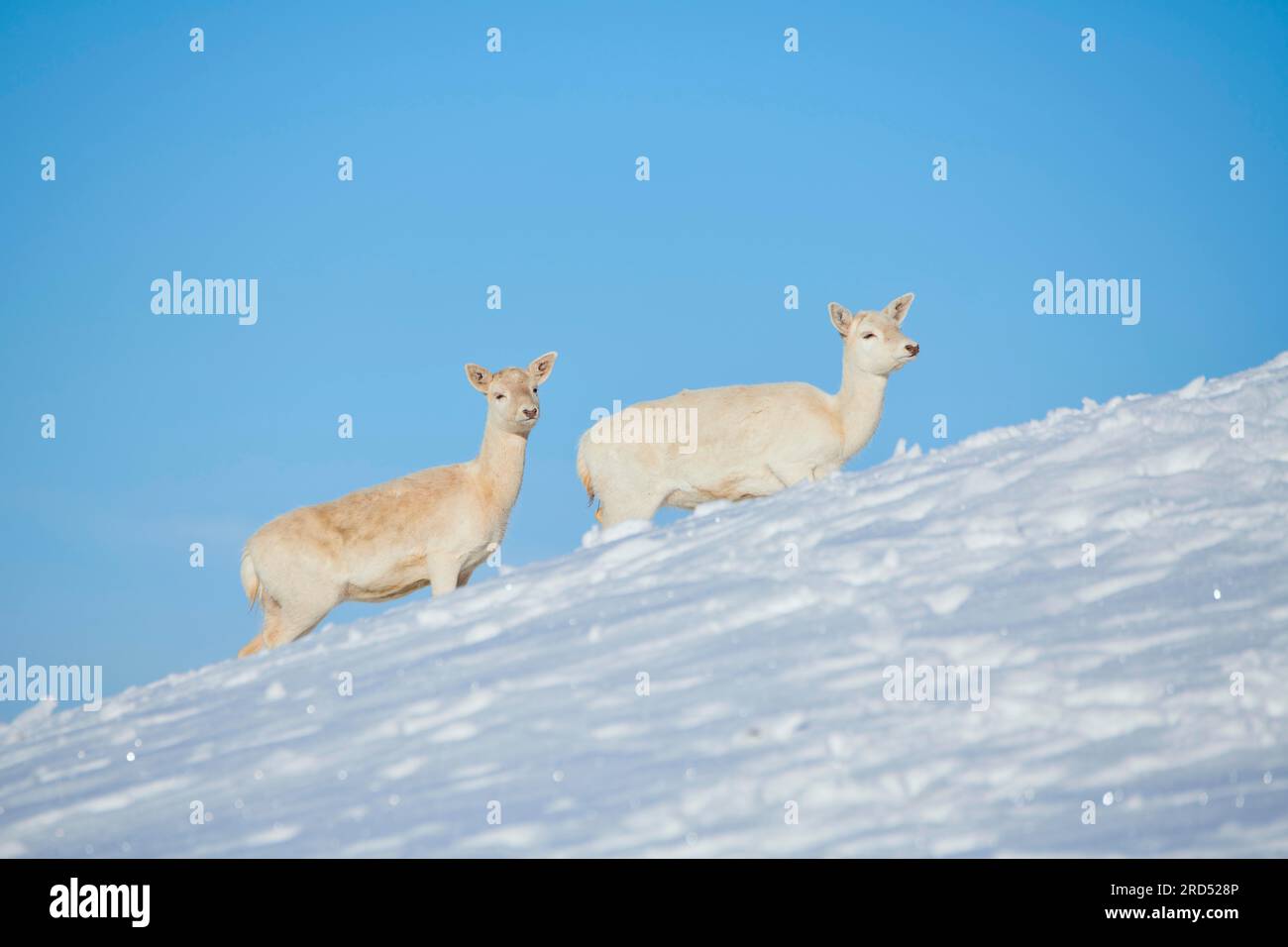 European fallow deer (Dama dama) does on a snowy meadow in the ...