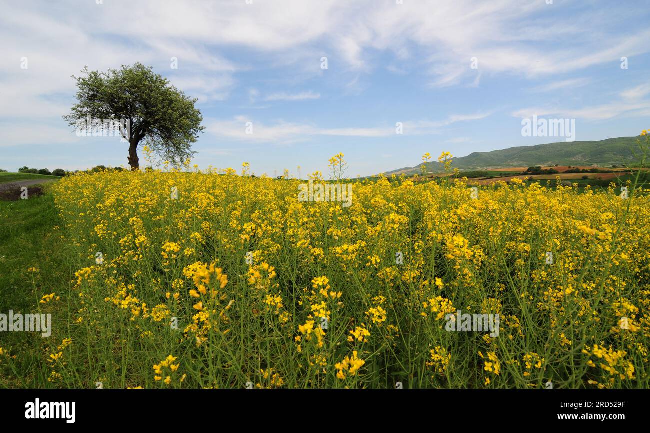 Isiklar Mountain is in Tekirdag, Turkey Stock Photo - Alamy