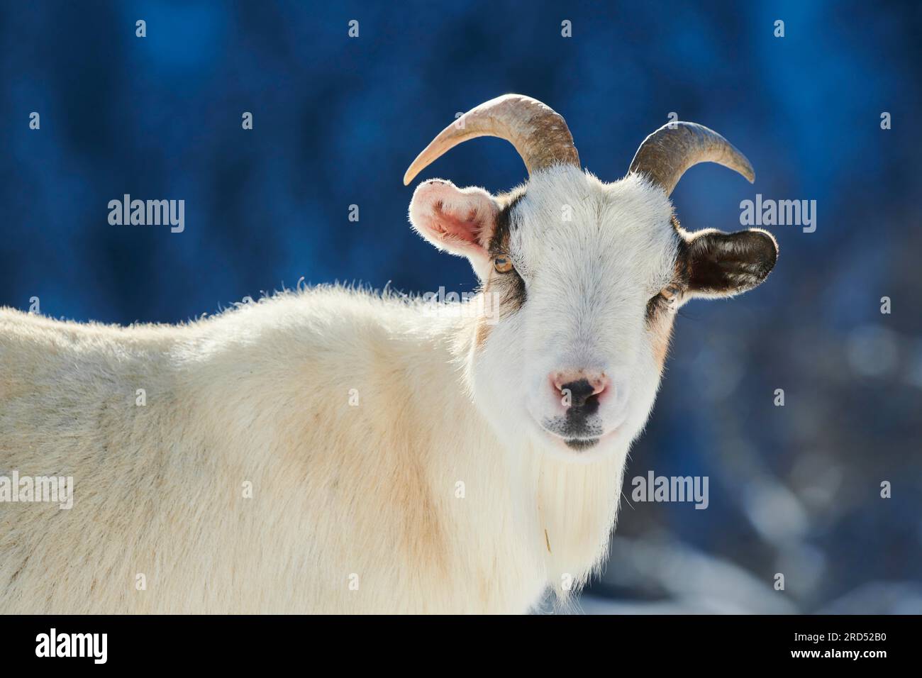Domestic goat (Capra hircus) portrait, snow, winter in tirol ...
