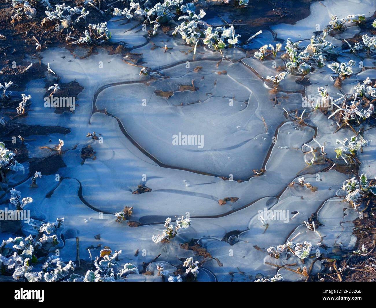 Ice on a field, frozen puddle, ice flowers, natural forms in ice, ice ...
