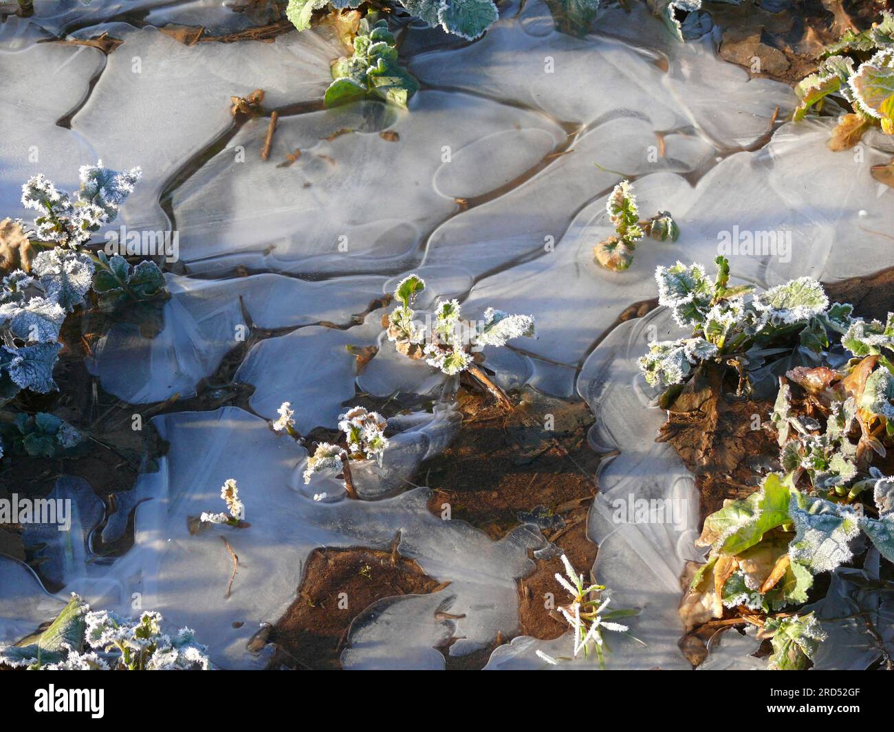 Ice on a field, frozen puddle, ice flowers, plant in ice with hoarfrost ...