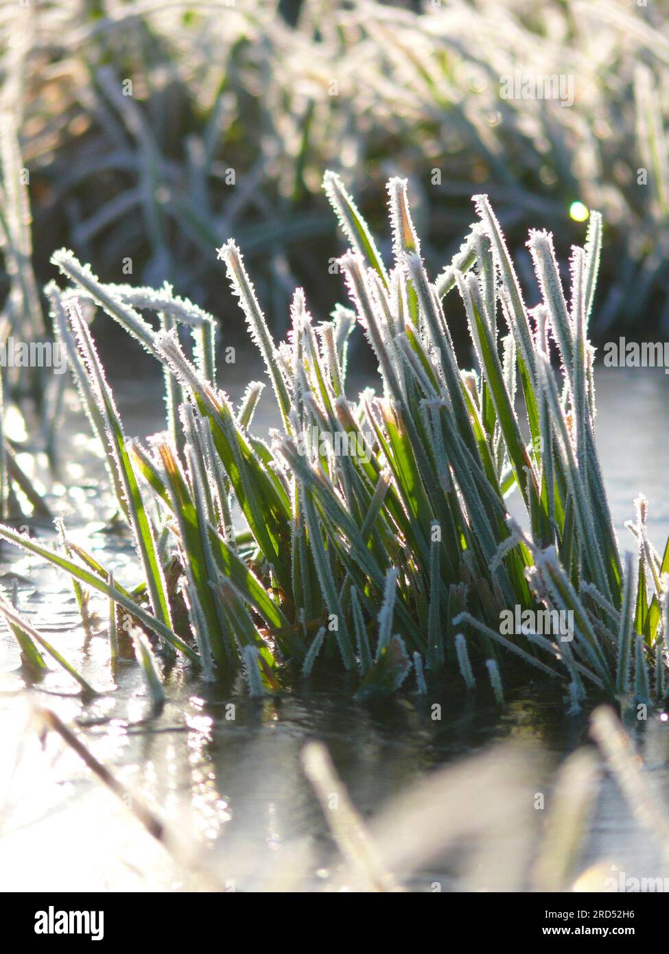 Ice on a field, frozen puddle, ice flowers, grasses in the ice with ...