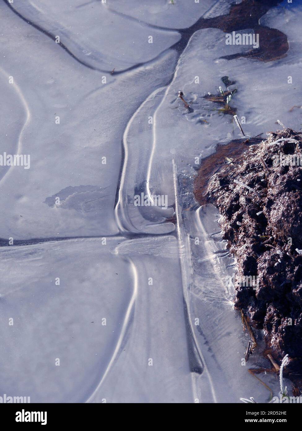 Ice on a field, frozen puddle, ice flowers, natural forms in ice, ice ...