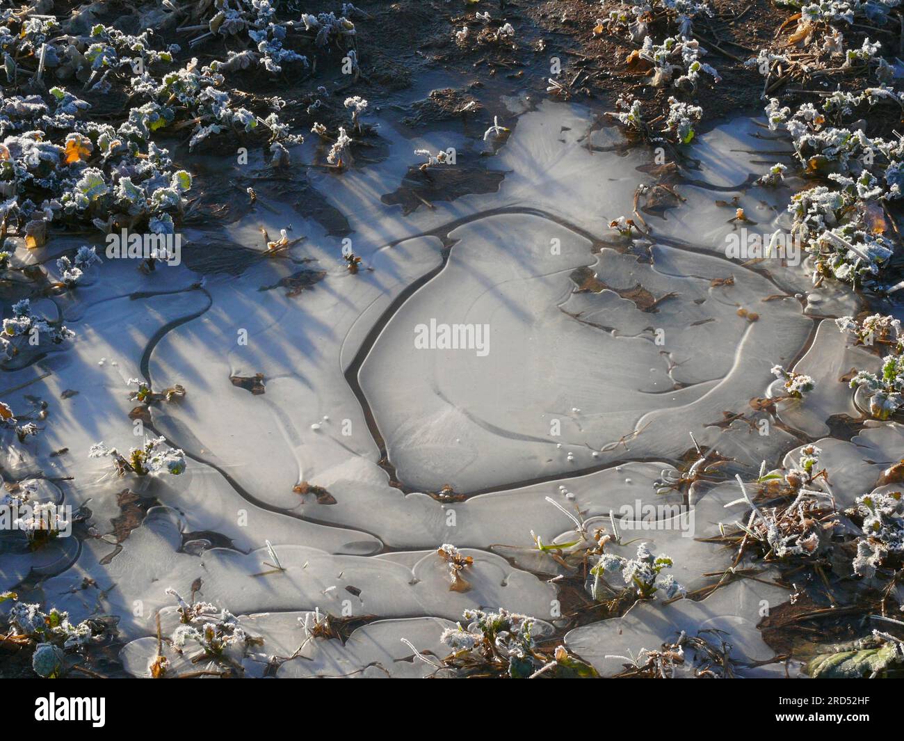 Ice on a field, frozen puddle, ice flowers, ice structure Stock Photo ...