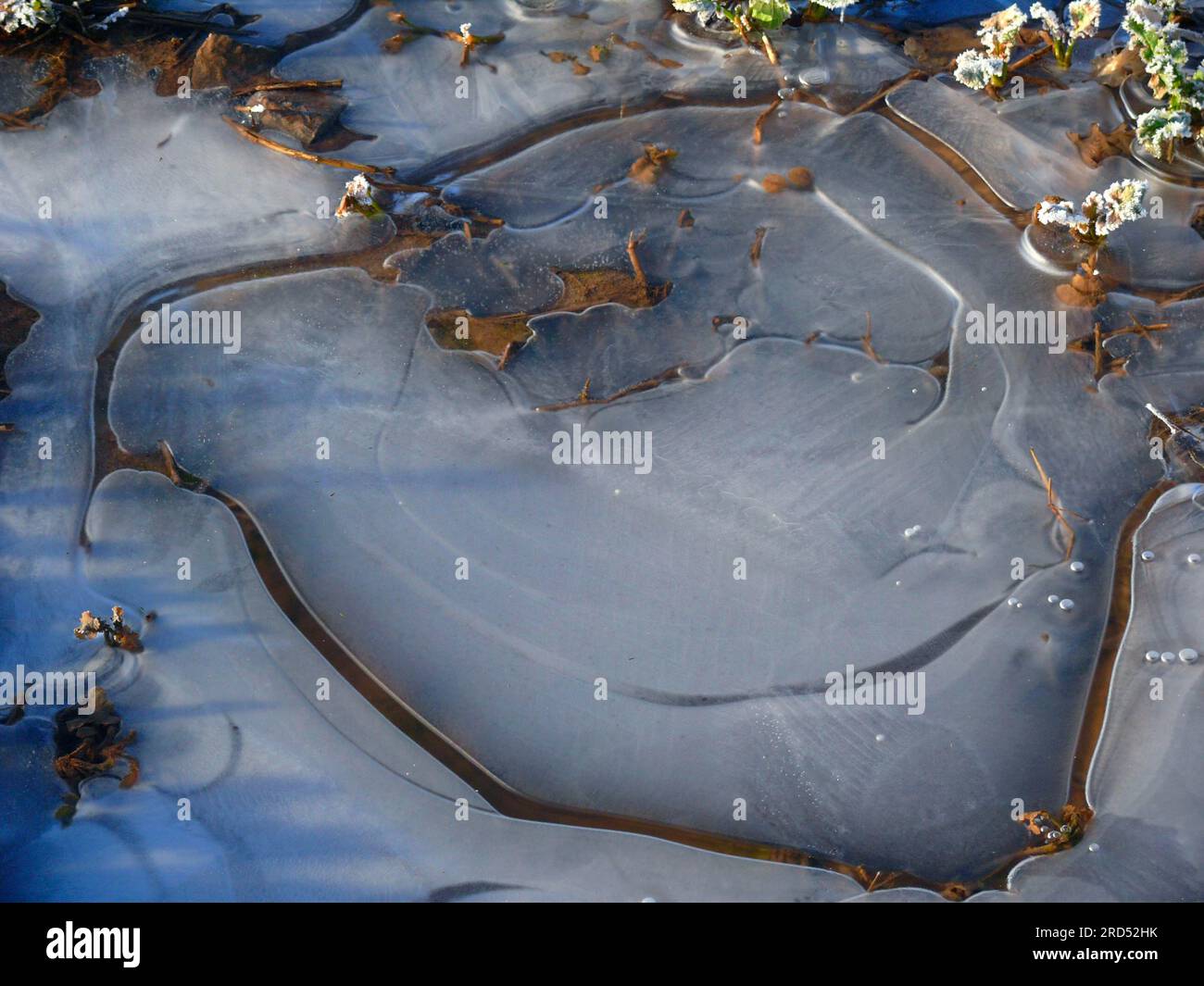 Ice on a field, frozen puddle, ice flowers, natural forms in ice, ice ...