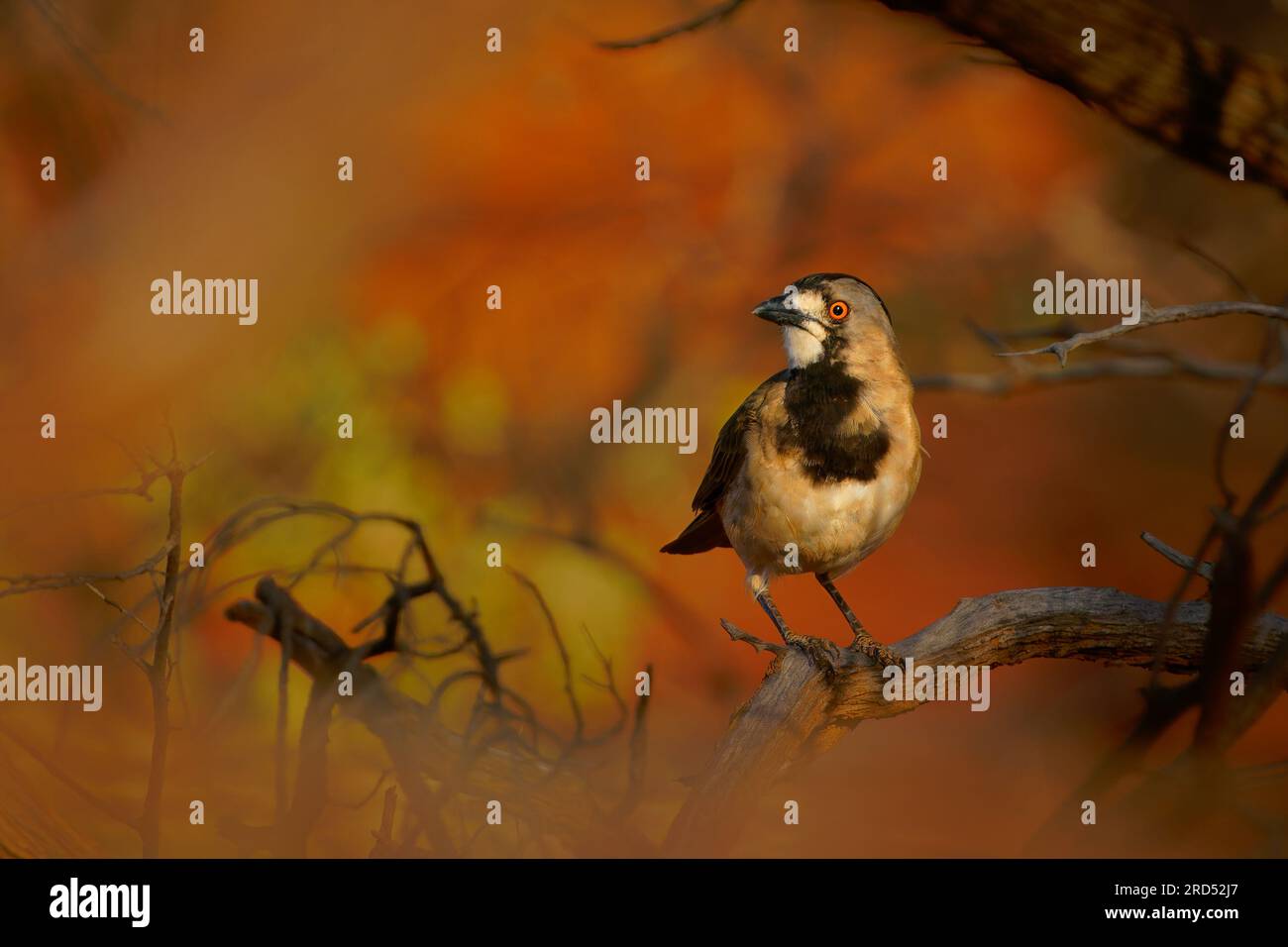 Crested Bellbird - Oreoica gutturalis passerine bird in Oreoicidae ...