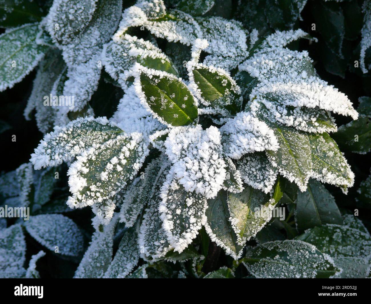 Laurel leaves frost hi-res stock photography and images - Alamy