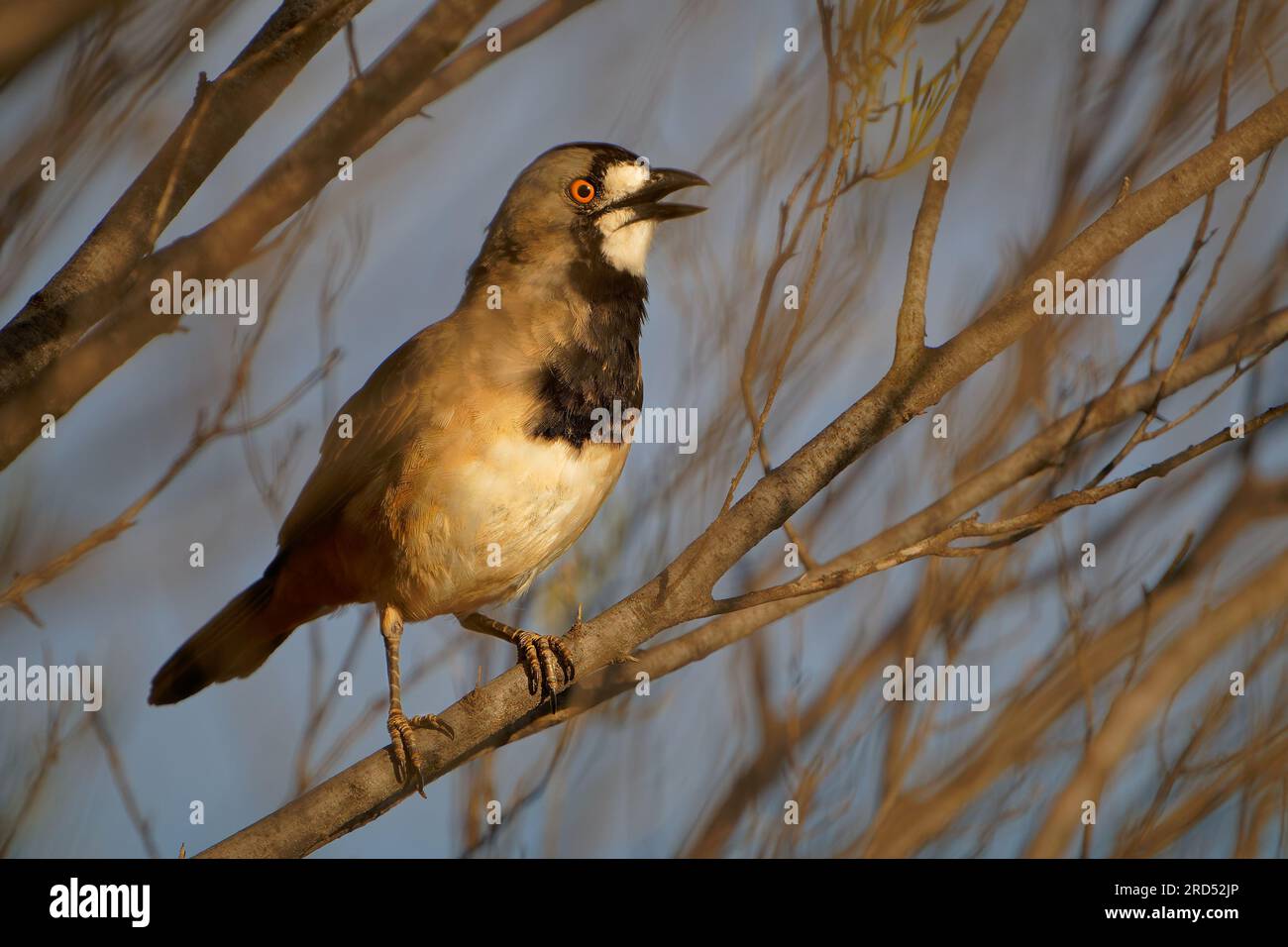 Crested Bellbird - Oreoica gutturalis passerine bird in Oreoicidae ...