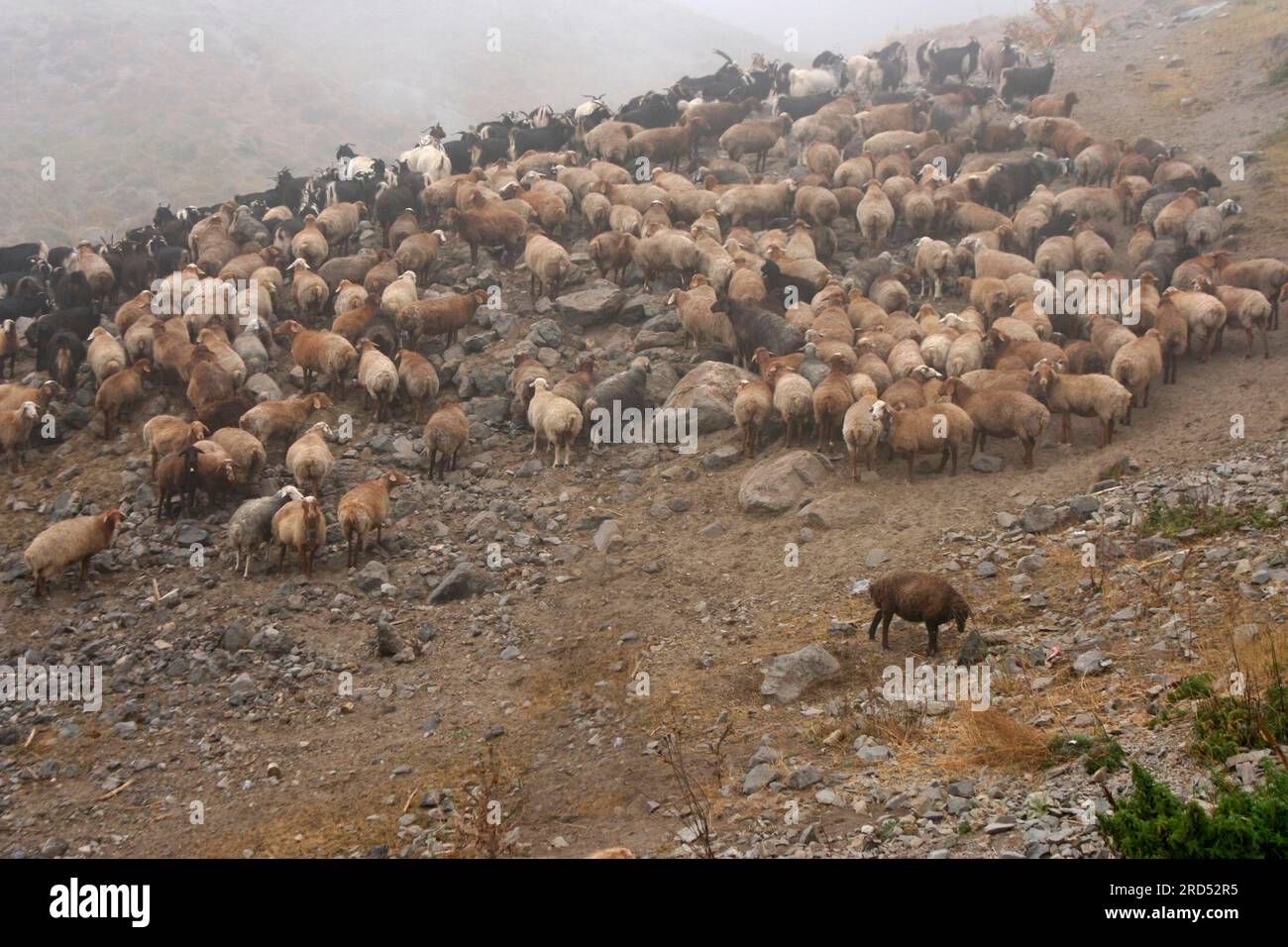 A shepherd with a flock of sheep in the rugged mountains of Damavand ...