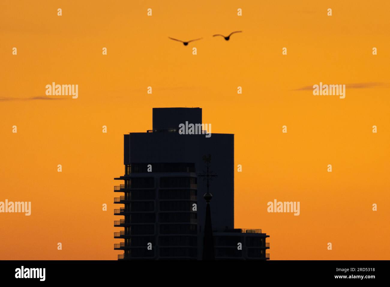 Modern birds hi-res stock photography and images - Alamy