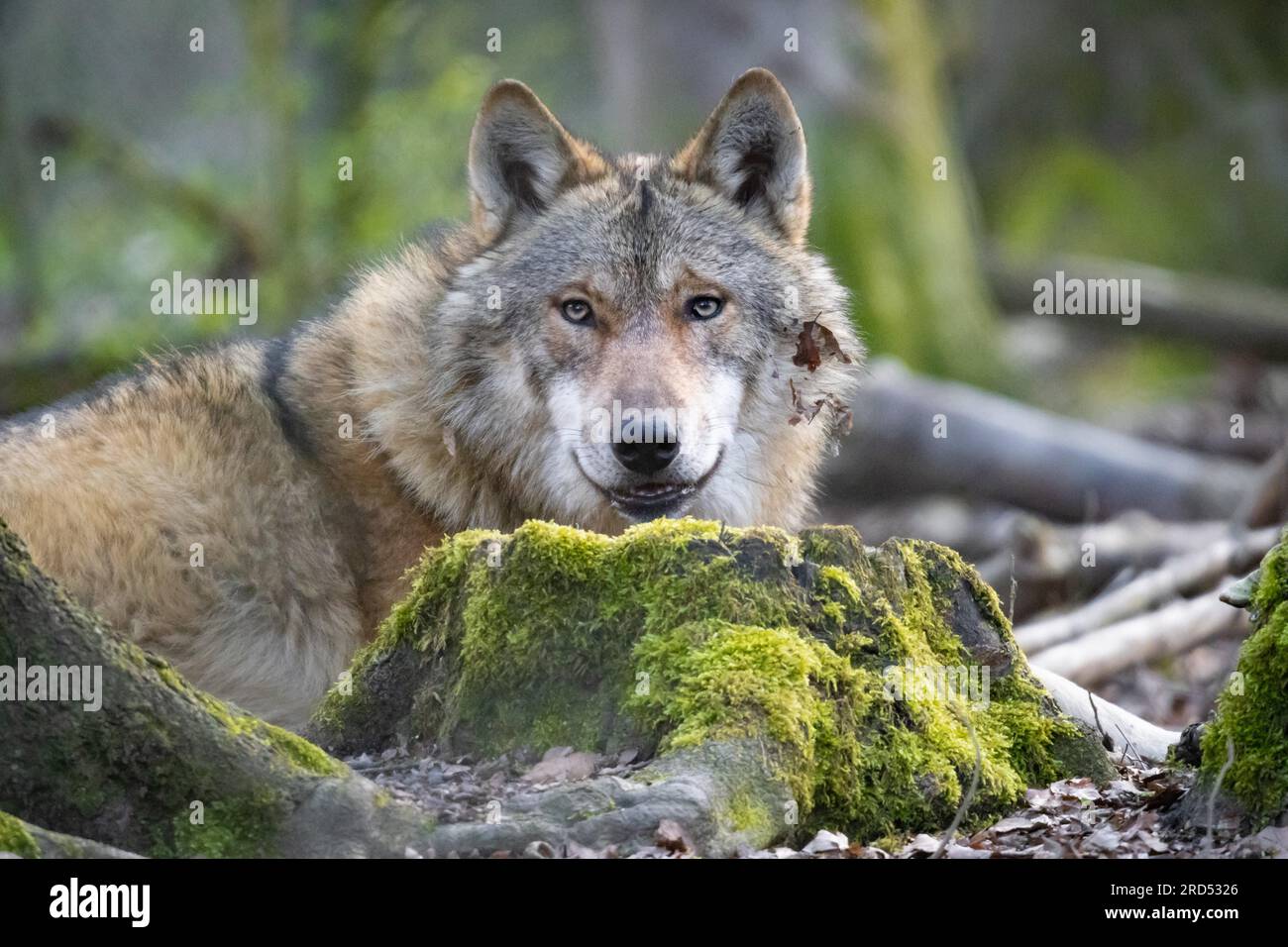 A wolf looks around in its forest enclosure in an animal park. Wolves ...