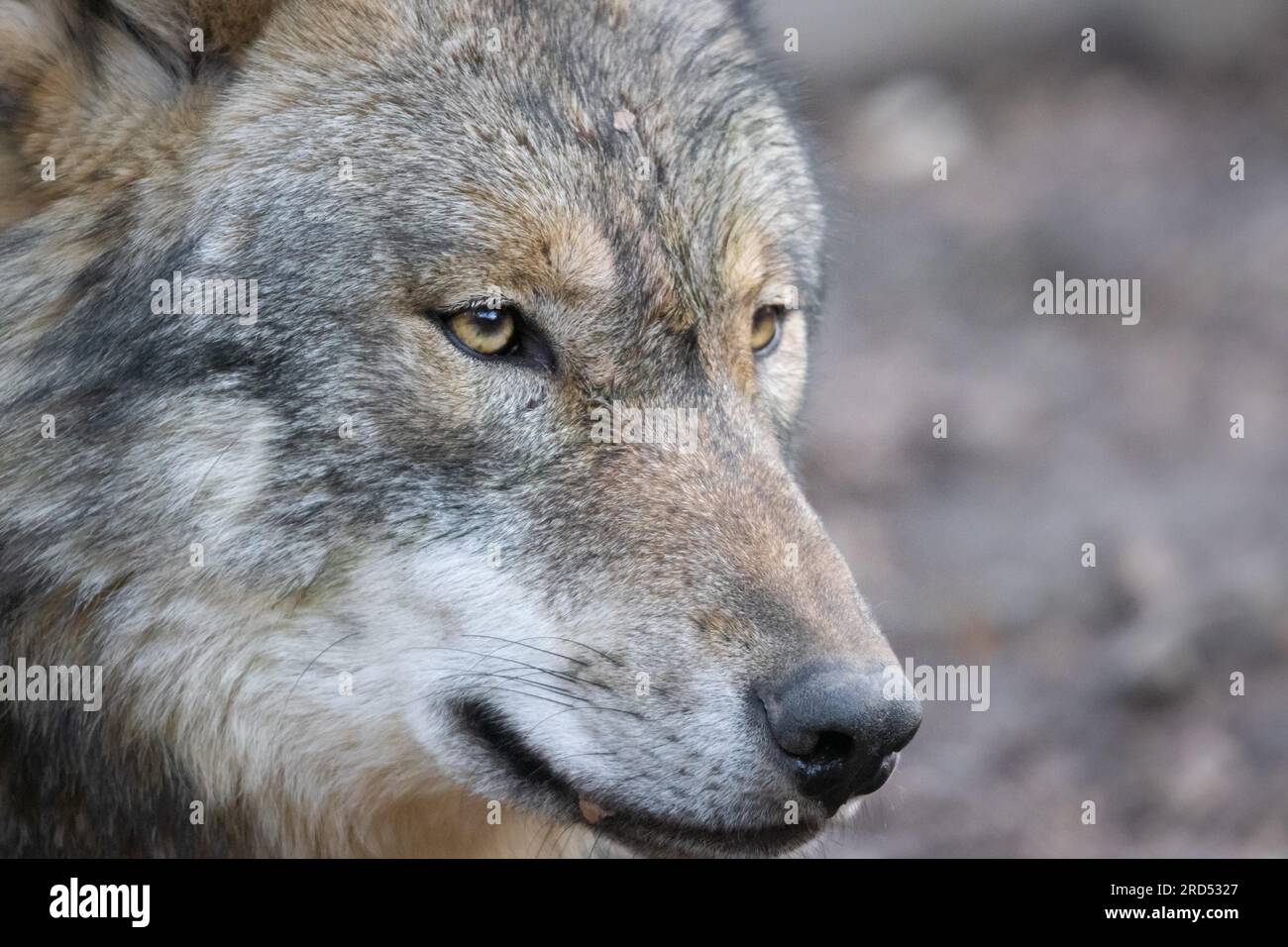 A wolf looks around in its forest enclosure in an animal park. Wolves ...