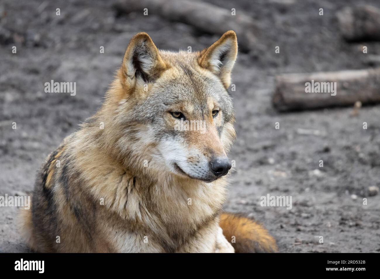 A wolf looks around in its forest enclosure in an animal park. Wolves ...