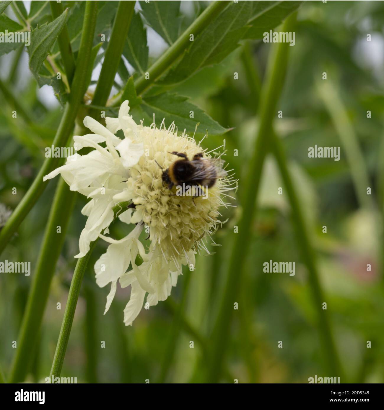 Pale yellow flower of giant scabious Cephalaria gigantea, with bee in ...