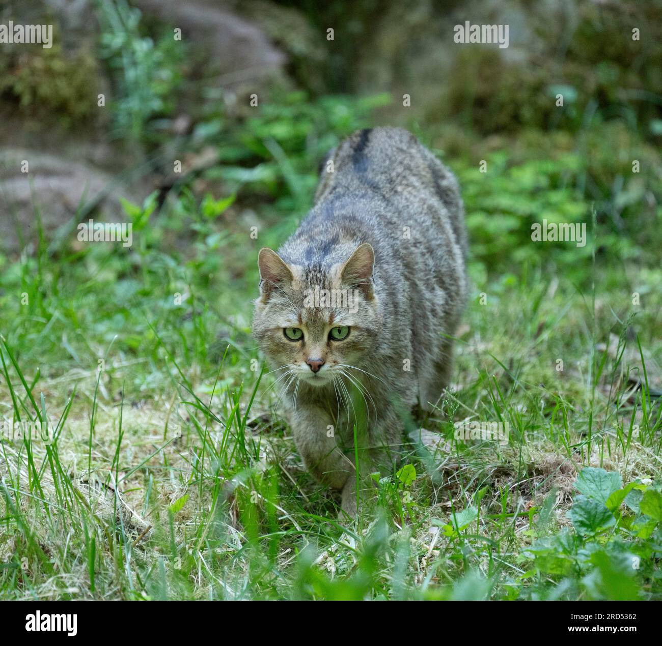 European wildcat (Felis silvestris) walking through its territory ...