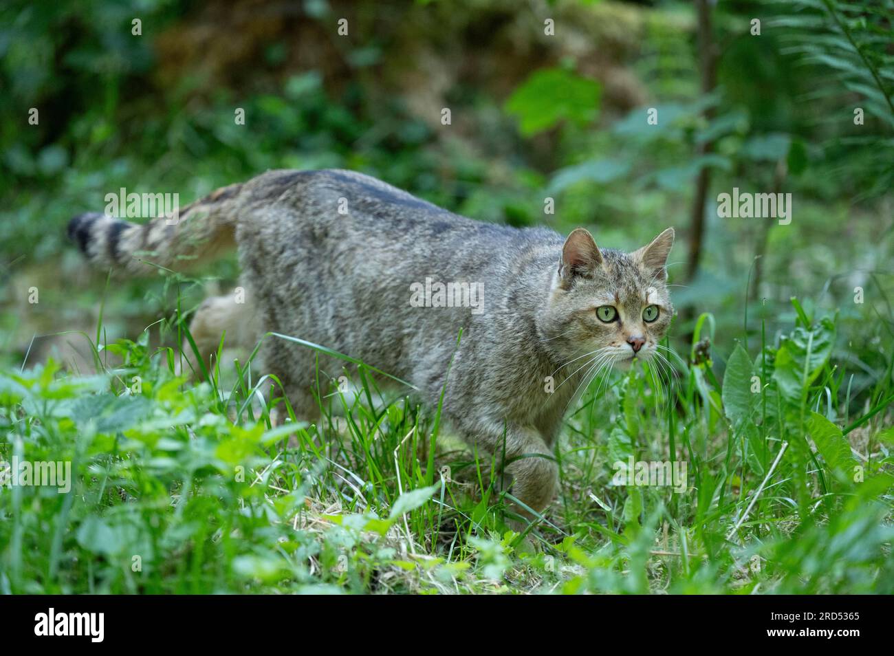 European wildcat (Felis silvestris) walking through its territory ...