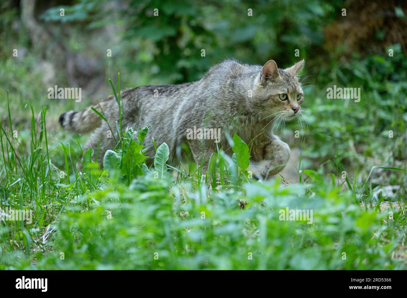 European wildcat (Felis silvestris) walking through its territory ...