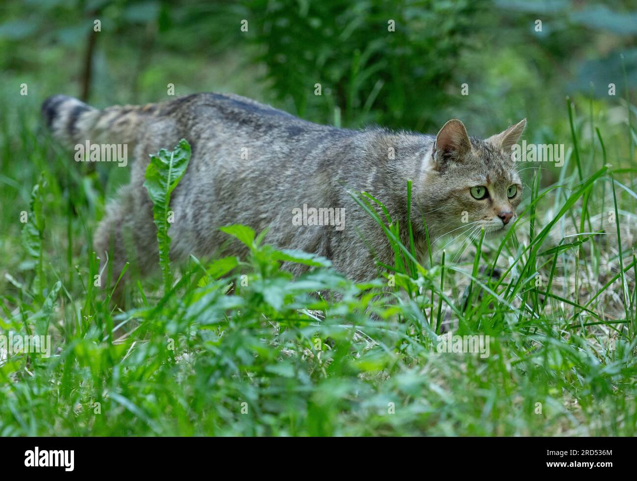 European wildcat (Felis silvestris) walking through its territory ...