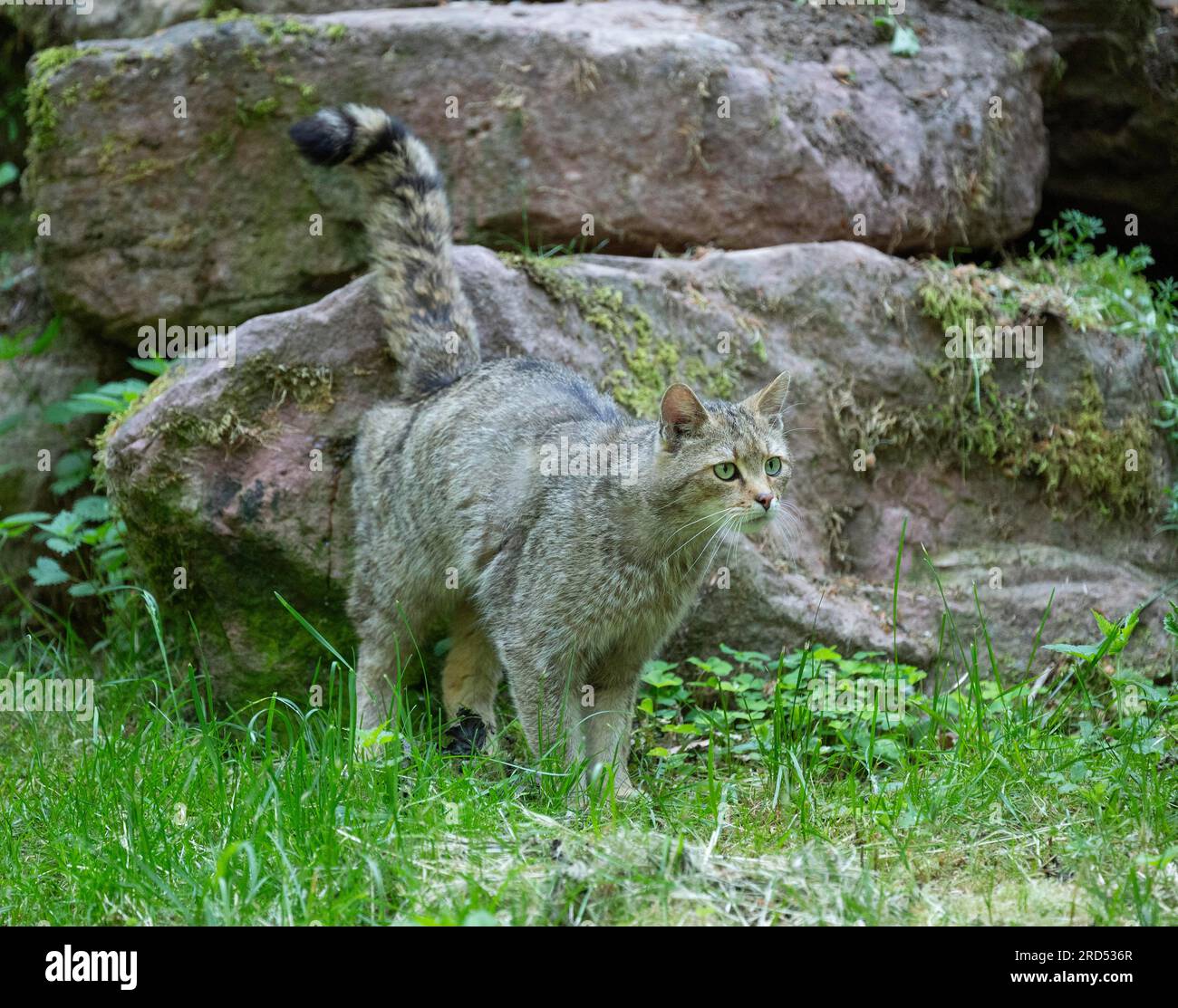 European wildcat (Felis silvestris) marking its territory, captive ...
