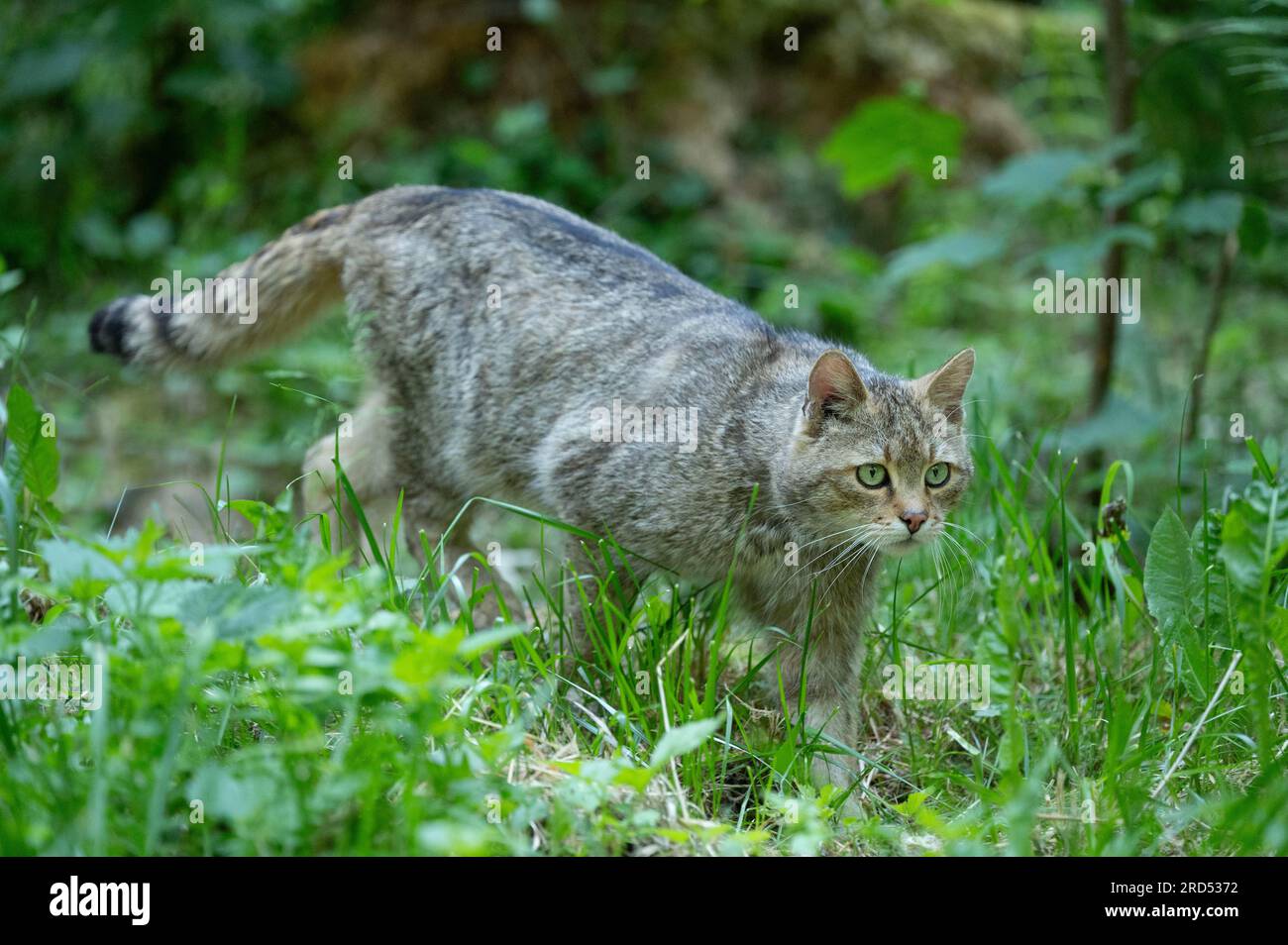 European wildcat (Felis silvestris) walking through its territory ...