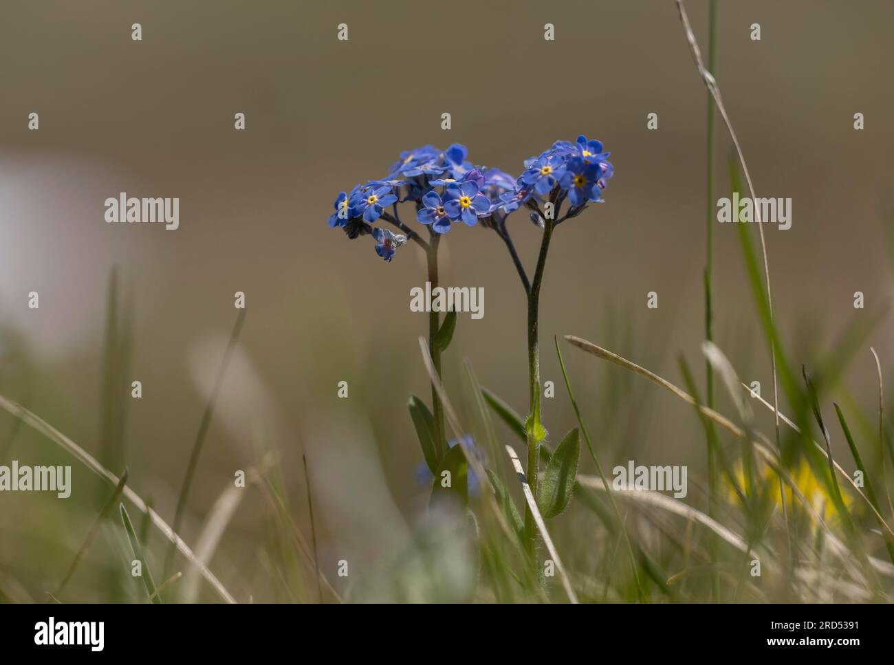 Alpine forget-me-not (Myosotis alpestris Stock Photo - Alamy