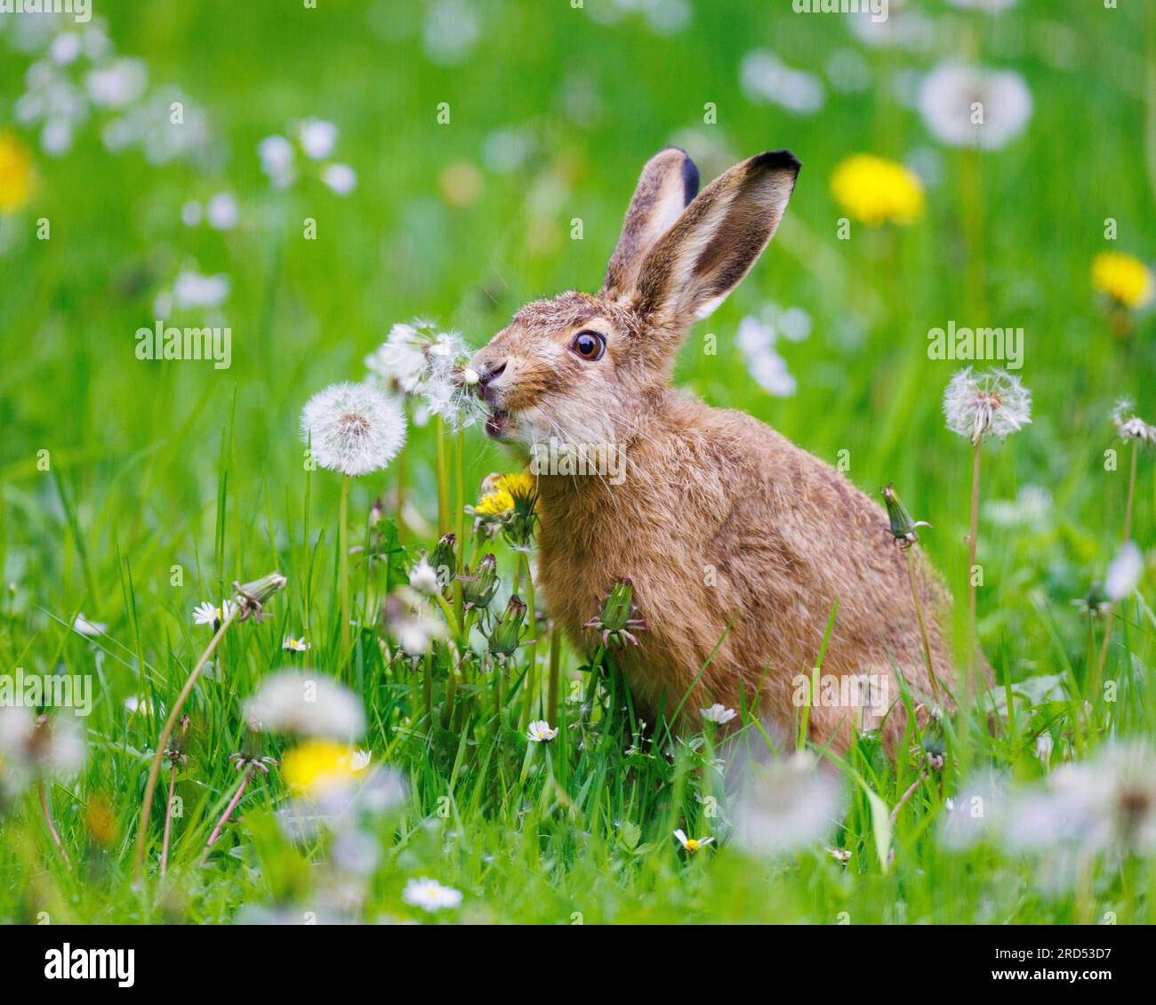German hare hi-res stock photography and images - Alamy
