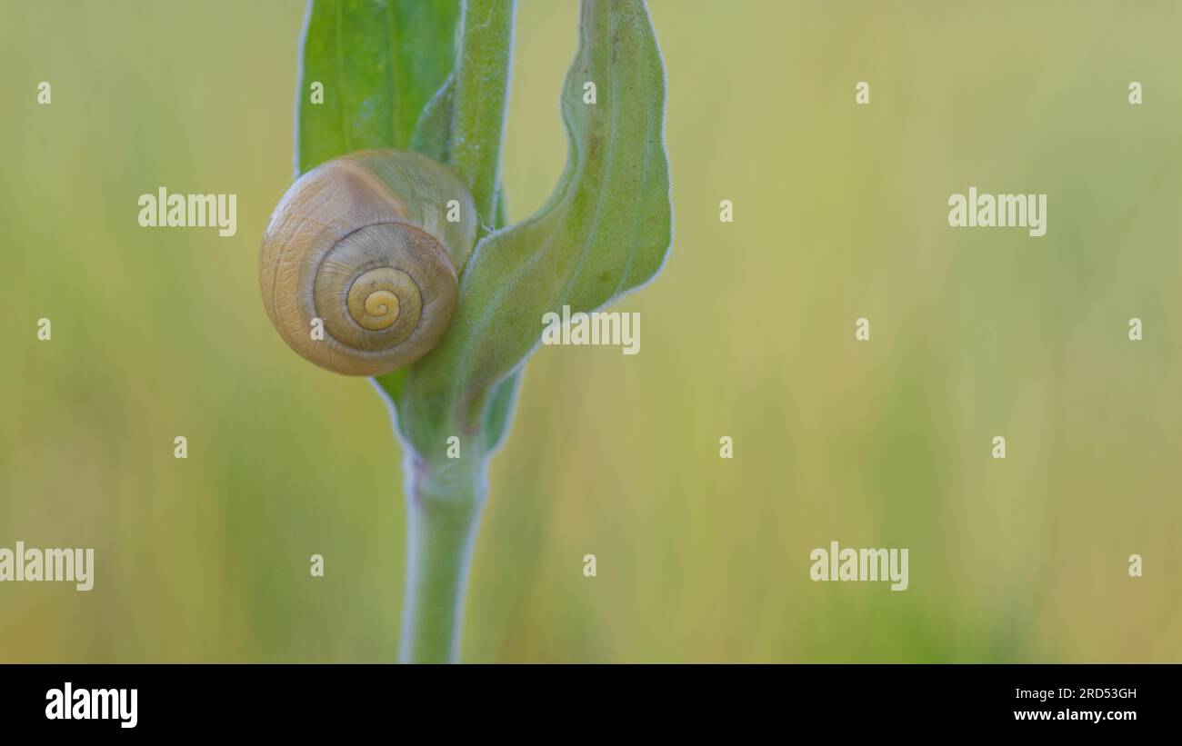 Carthusian snail monacha cartusiana hi-res stock photography and images ...
