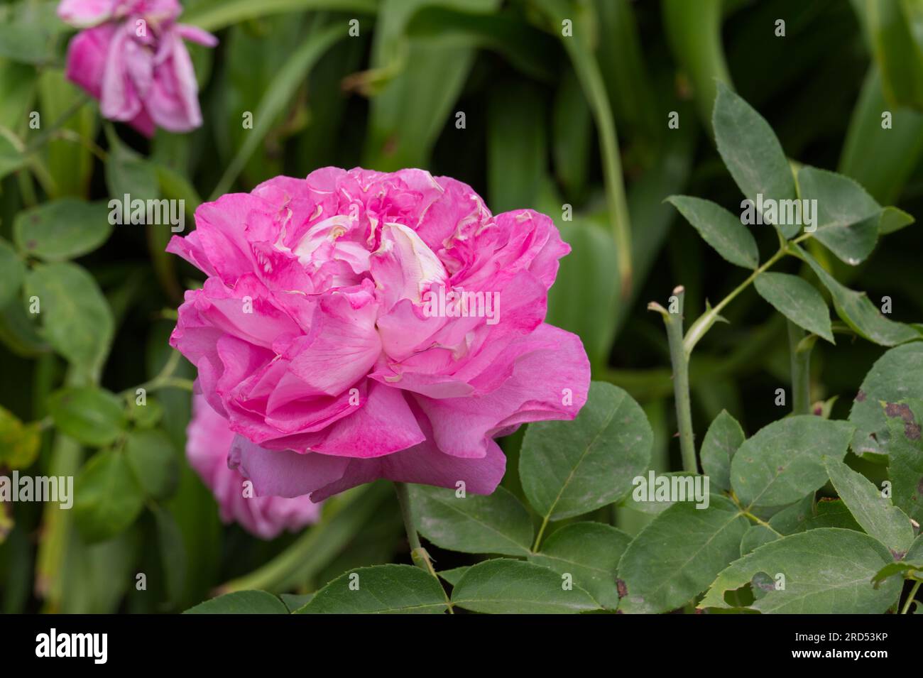 Blousy pink summer rose flower of Rosa Paul Neyron in UK garden June ...