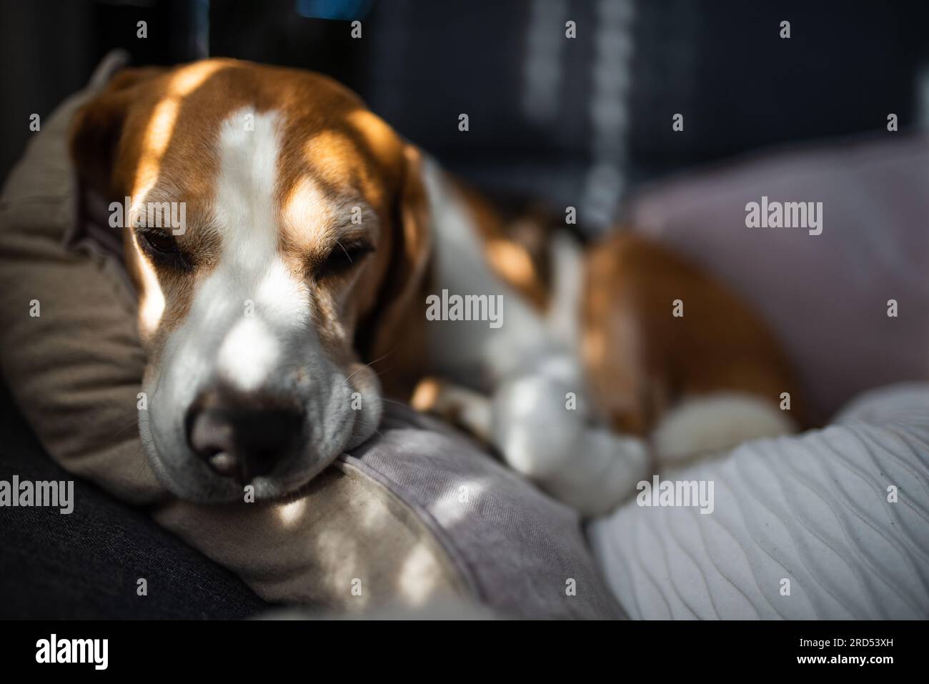 Beagle dog tired sleeps on a couch indoors. Bright sunny interior ...