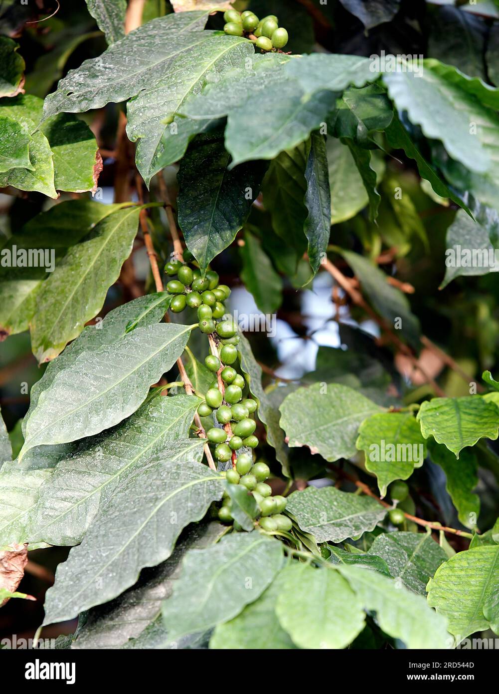 Coffee bush hi-res stock photography and images - Alamy