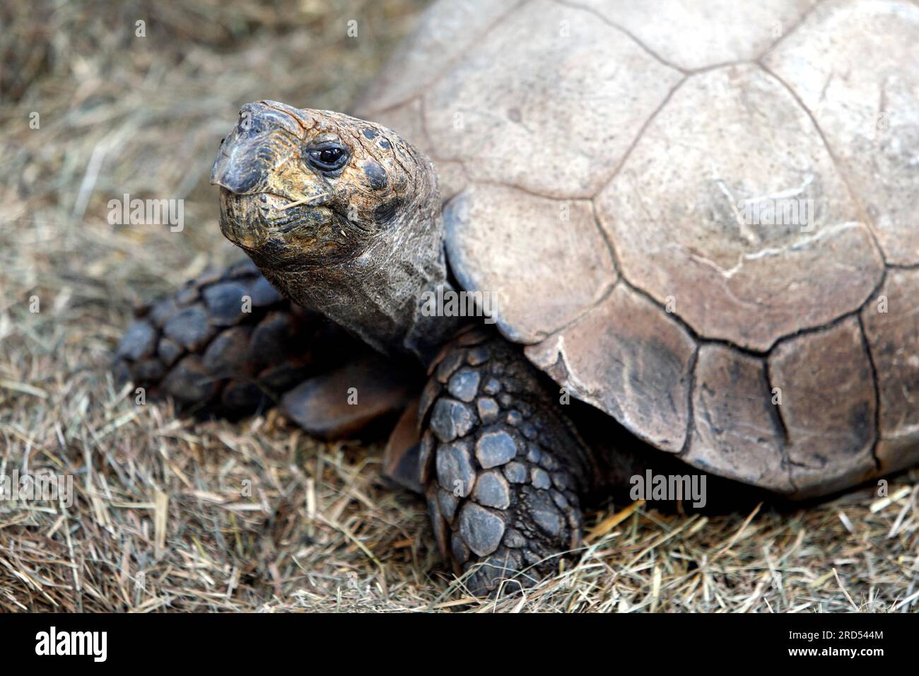 Turtle movement hi-res stock photography and images - Alamy