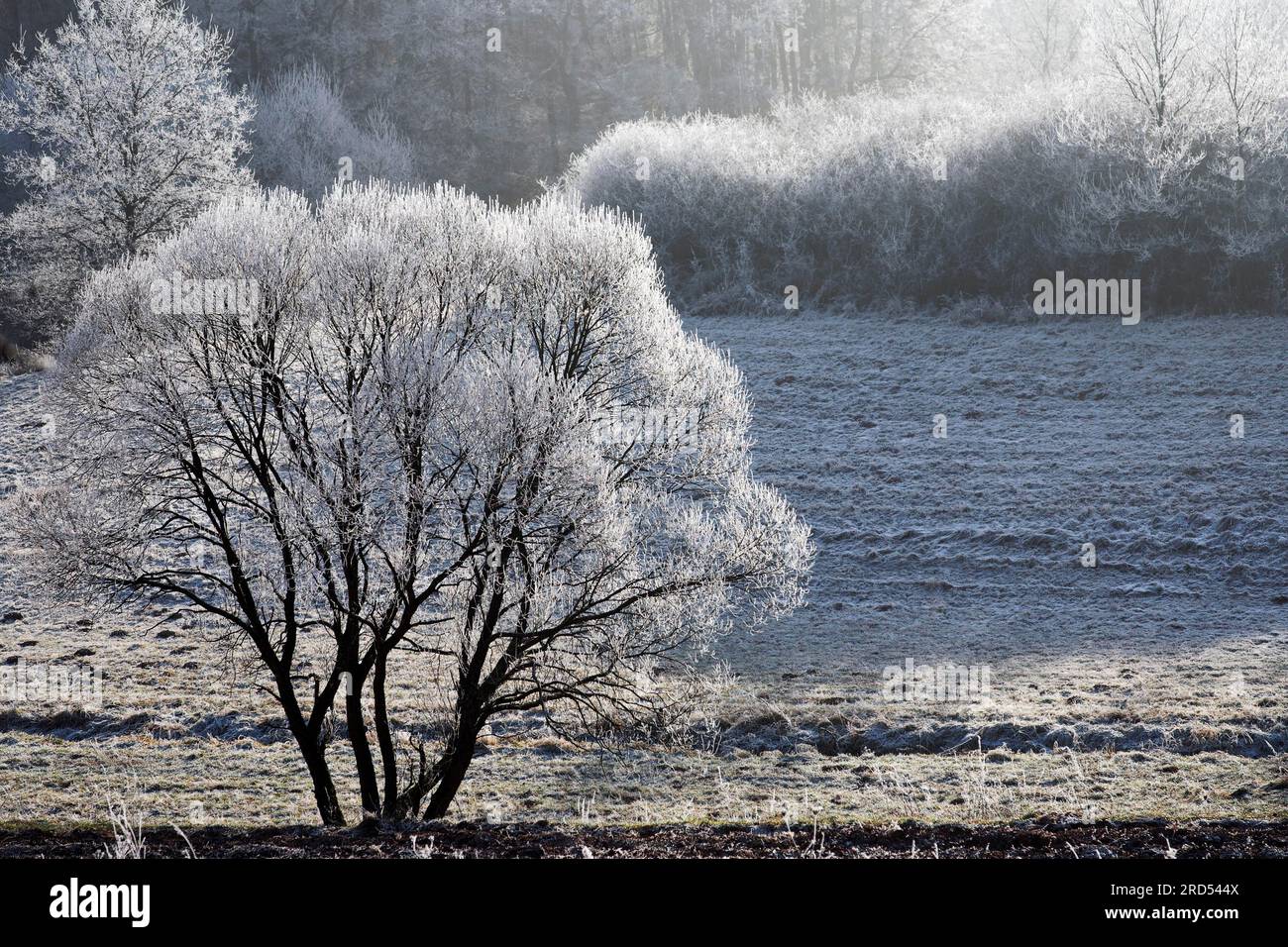 Formation of hoarfrost hi-res stock photography and images - Alamy