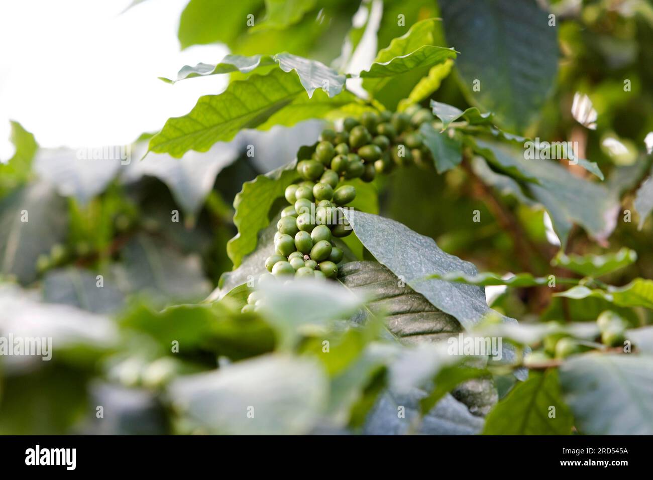 Coffee bush hi-res stock photography and images - Alamy