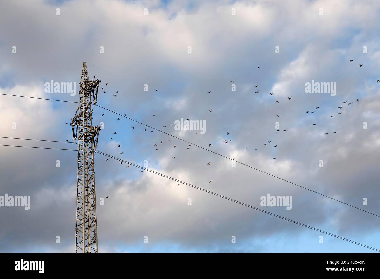 Bird electricity cable pylon hi-res stock photography and images - Alamy