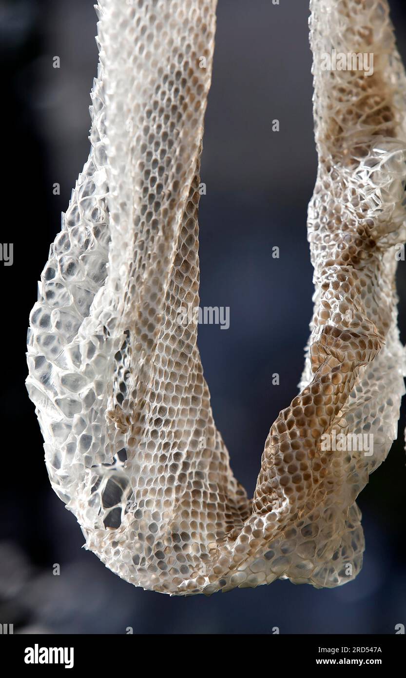 Skin moulting hi-res stock photography and images - Alamy