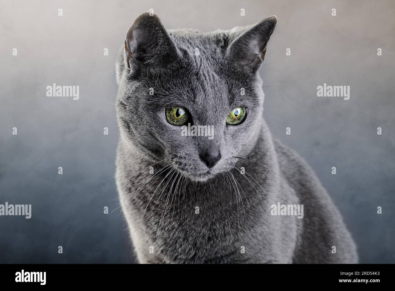 Studio Portrait of an Elegant Russian Blue Pedigree Cat Stock Photo - Alamy