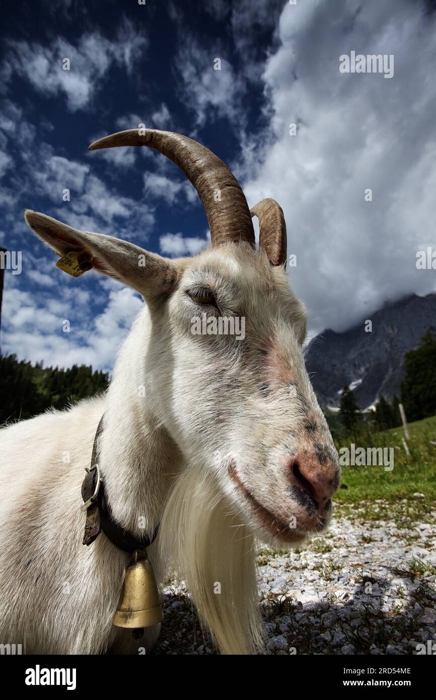 Adult white goat with big horns on a mountain pasture in the Austrian ...