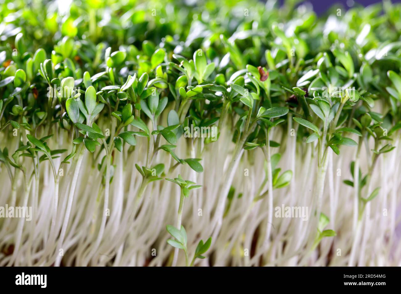 Fresh sprouts of garden cress ready for use in the K Stock Photo - Alamy