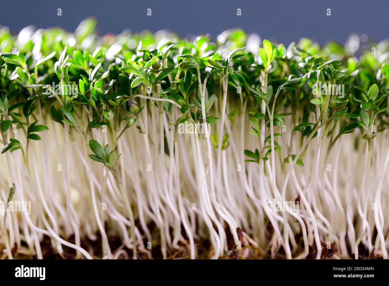 Fresh sprouts of garden cress ready for use in the K Stock Photo - Alamy