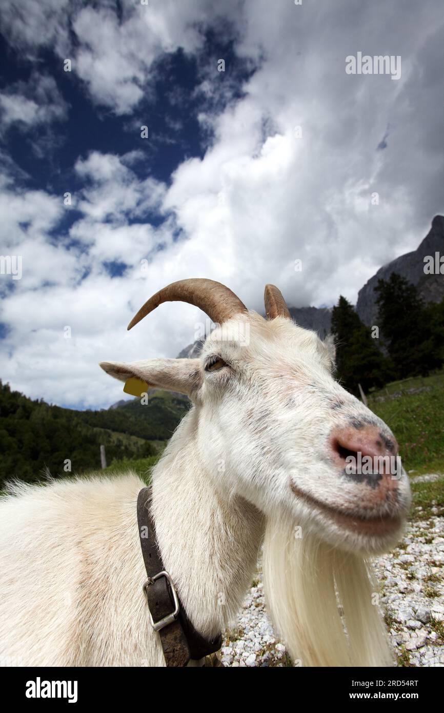 Goat in austrian alps hi-res stock photography and images - Alamy