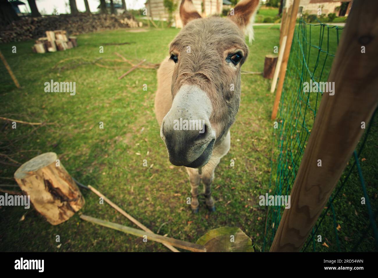 Funny little grey donkey in its enclosure Stock Photo - Alamy