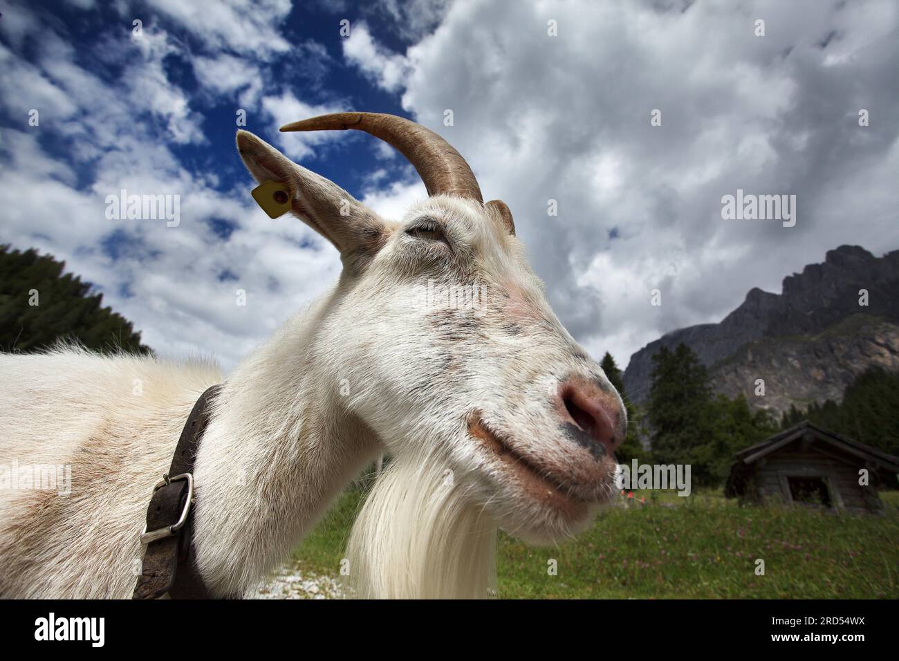 Adult white goat with big horns on a mountain pasture in the Austrian ...