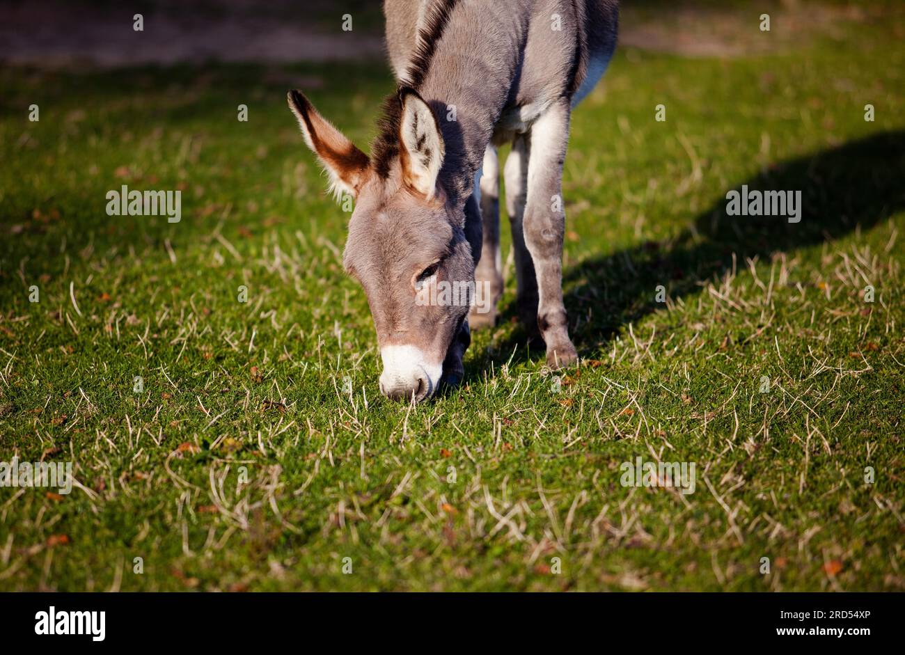Funny little grey donkey in its enclosure Stock Photo - Alamy
