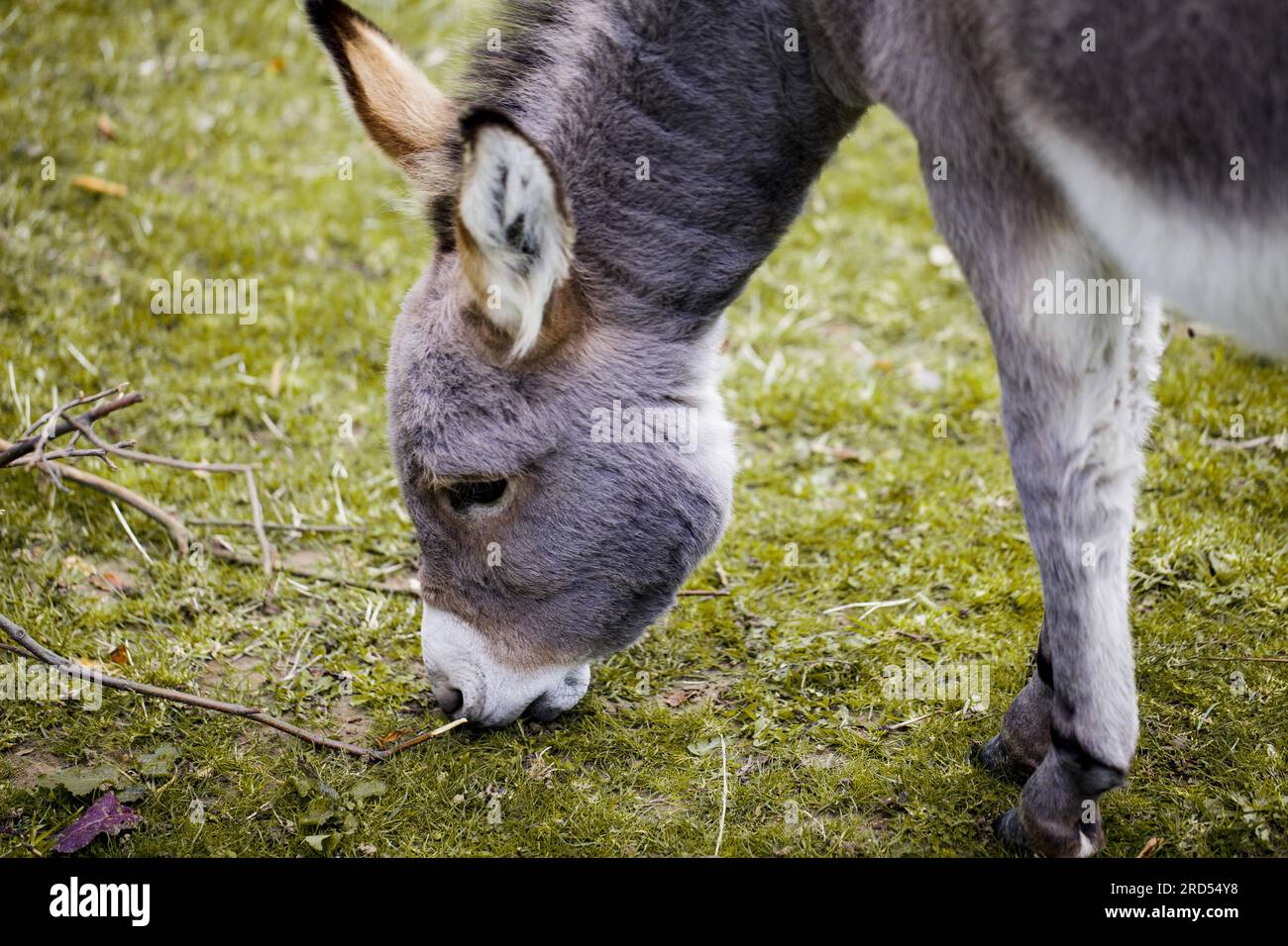 Funny little grey donkey in its enclosure Stock Photo - Alamy