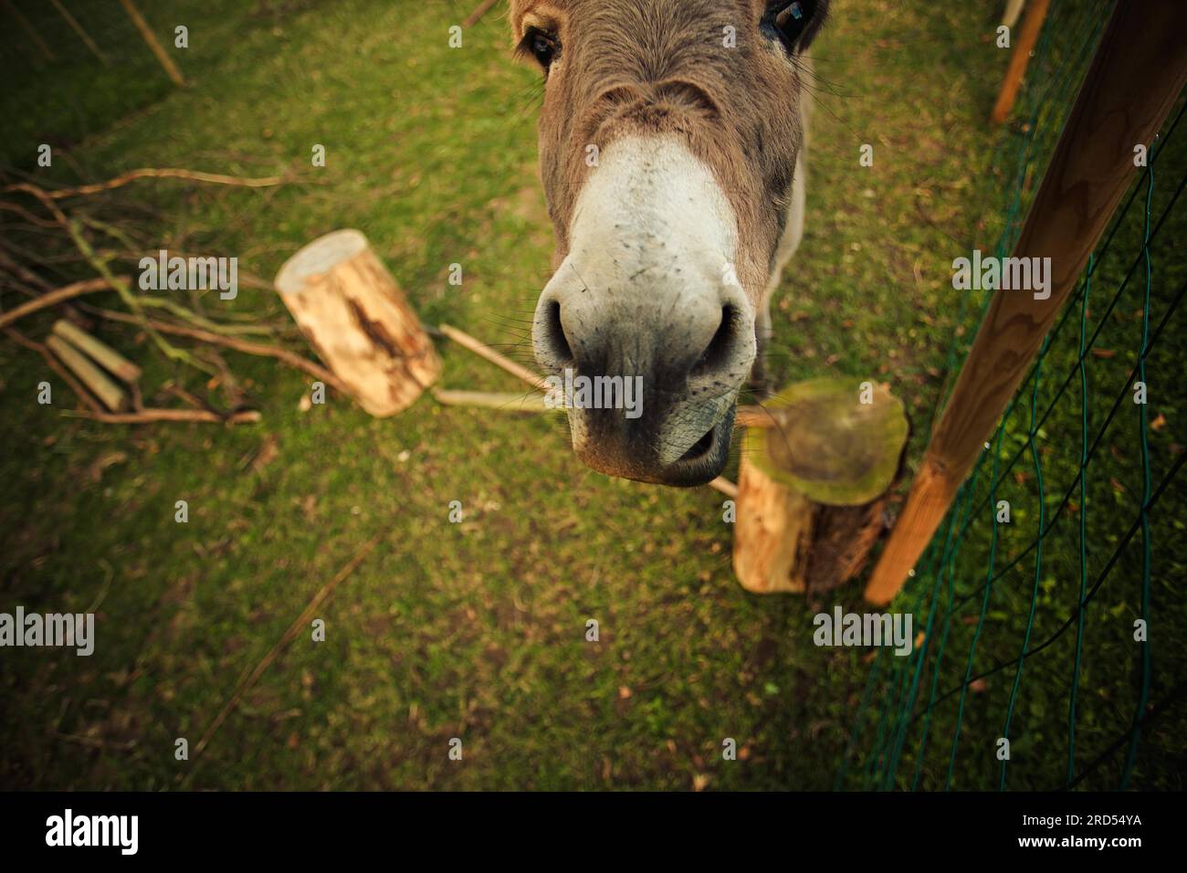 Funny little grey donkey in its enclosure Stock Photo - Alamy